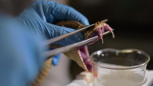 Photos: Brazil milks deadly snakes for their life-saving venom ...