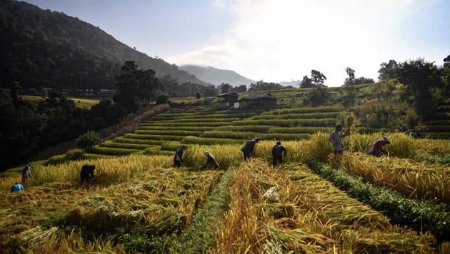 Photos: Thai rice farmers shun ‘big agribusiness’ and fight climate ...
