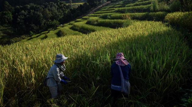 Photos: Thai rice farmers shun ‘big agribusiness’ and fight climate ...