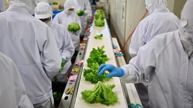 Photos: Ageing Japan resorts to vertical farming to increase ...