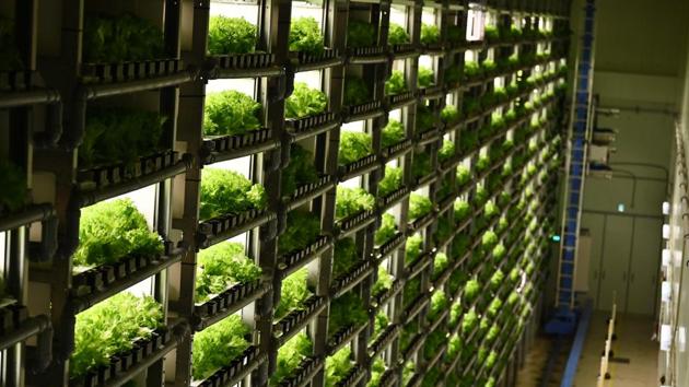 Photos: Ageing Japan resorts to vertical farming to increase ...
