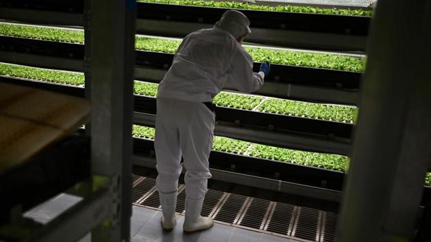 Photos: Ageing Japan resorts to vertical farming to increase ...