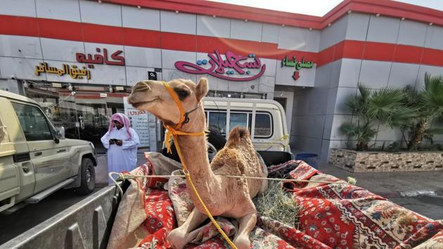 Woman sues TripAdvisor after falling off runaway camel | World News