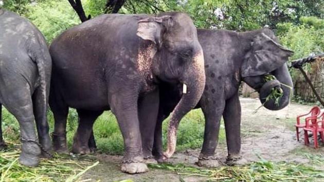 With 10-yr-old girl’s death, human-elephant conflict in Odisha worsens ...