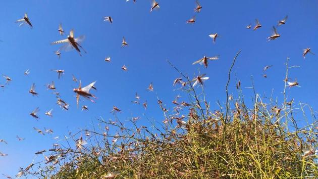 4 Rajasthan districts hit by biggest locust attack, says report | India ...