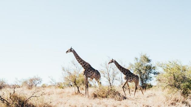 Giraffes escape, gallop in the middle of a road in Thailand | Trending