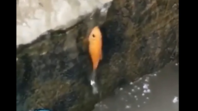 Video shows fish climbing a wall, people say ‘this is how dragons are ...