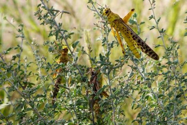 Infant locusts spotted in 2 Fazilka villages | Hindustan Times