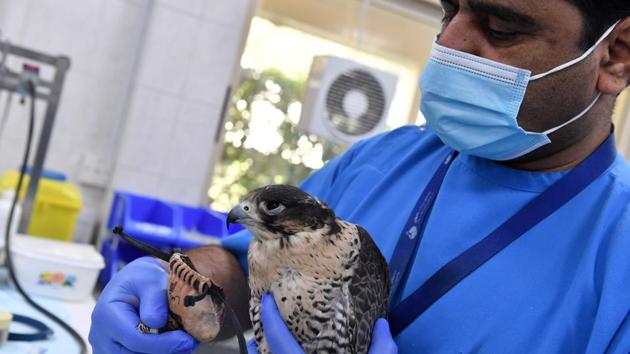 Photos: UAE falcon hospital a window into Emirati tradition | Hindustan ...