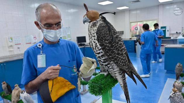 Photos: UAE falcon hospital a window into Emirati tradition | Hindustan ...