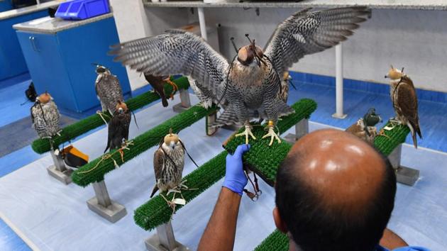 Photos: UAE falcon hospital a window into Emirati tradition | Hindustan ...