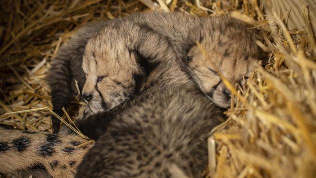Ohio zoo welcomes world’s first in vitro cheetah cubs | Trending