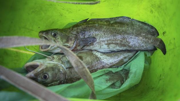 Photos: Moroccan fisherwomen break tradition, venture into deep waters ...