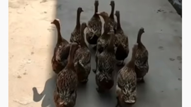 11 ducks meet daily to go swimming. Video of unique friendship wows ...