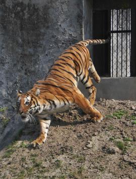 Lockdown delays introduction of male tiger at Ludhiana safari | Hindustan Times