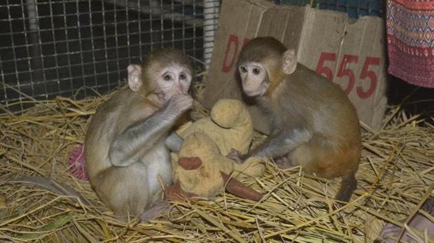 Stop entry of monkeys, birds in quarantine facilities: Govt guidelines ...
