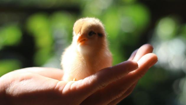 Covid-19: Birth of Corona, a Great Indian Bustard chick in Jaisalmer ...