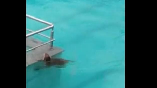 This monkey swimming in a pool will remind you of your beach holidays ...