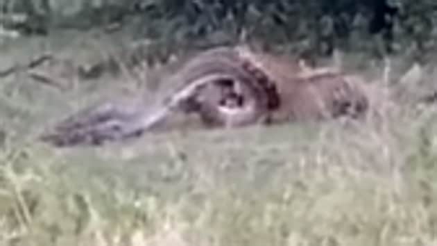 Battle for survival: Epic fight between leopard and snake stuns people ...