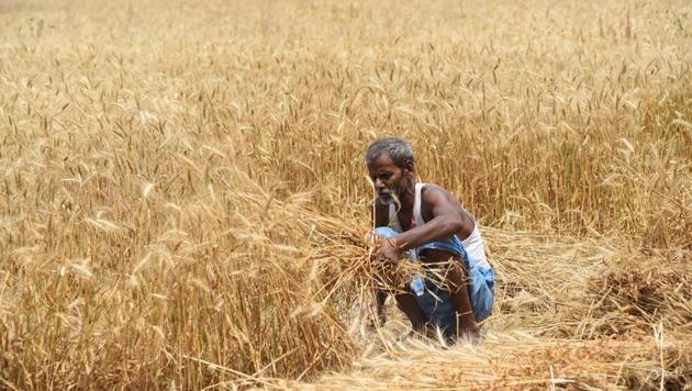 In Bihar, farmers form grain bank to help feed the needy | Hindustan Times