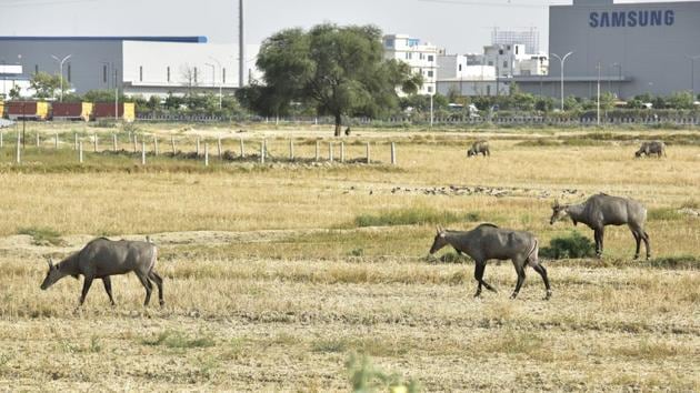 Photos: Humans stay in; animals venture out during global lockdown ...