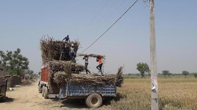 Sugarcane department sanitizes cane growing region in UP | Hindustan Times