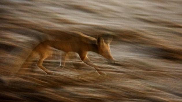Photos: Foxes prowl Israel’s ancient port of Ashkelon during lockdown ...