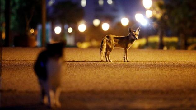 Photos: Foxes prowl Israel’s ancient port of Ashkelon during lockdown ...