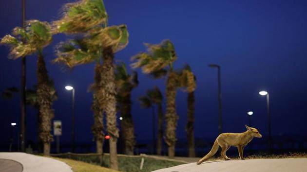 Photos: Foxes prowl Israel’s ancient port of Ashkelon during lockdown ...