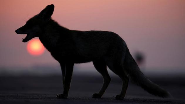 Photos: Foxes prowl Israel’s ancient port of Ashkelon during lockdown ...