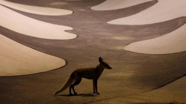 Photos: Foxes prowl Israel’s ancient port of Ashkelon during lockdown ...