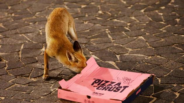 Photos: Foxes prowl Israel’s ancient port of Ashkelon during lockdown ...