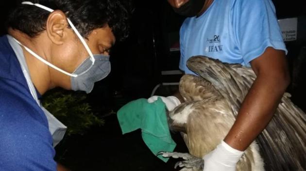 Eleven poisoned vultures cured and released into the wild in Assam ...