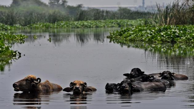 Photos: Sequestered on a tiny Yamuna island during lockdown in Delhi ...