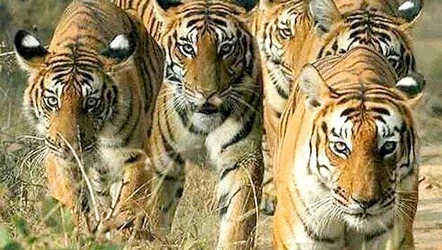 Ambush Of Tigers