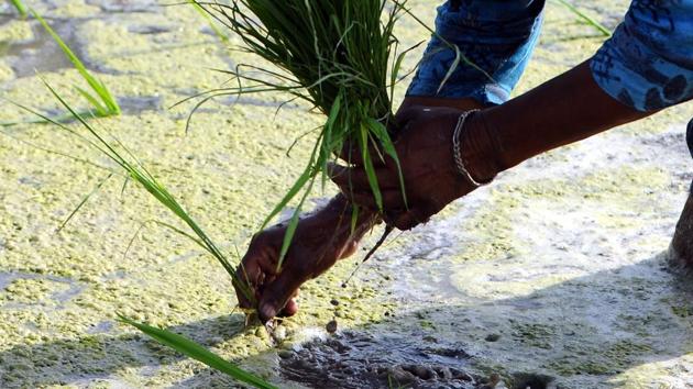 Mohali farmers urged to sow paddy directly in the ongoing Kharif season ...
