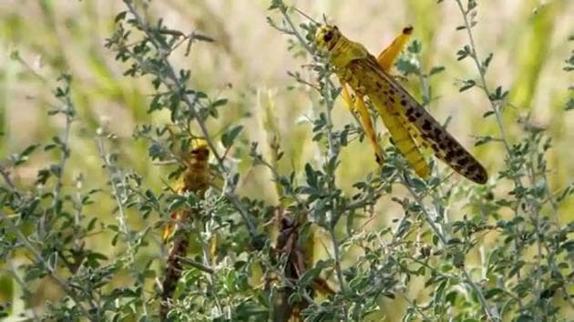 India on alert as locusts from Pak threaten farms | India News