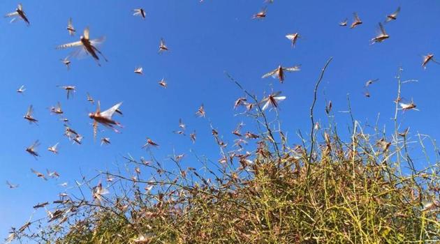 Agra administration issues alert to farmers over locust invasion| India ...