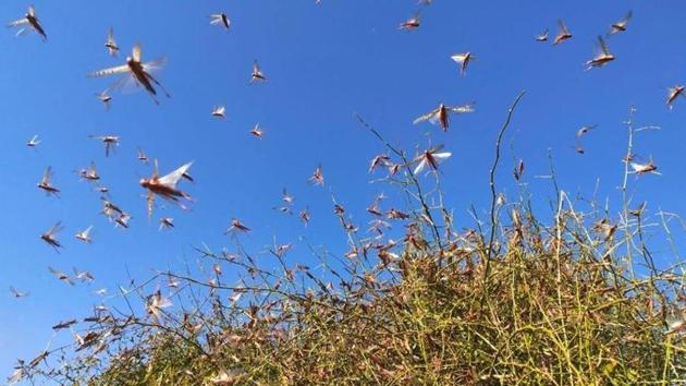 Tackling the locust attack | HT Editorial | Hindustan Times