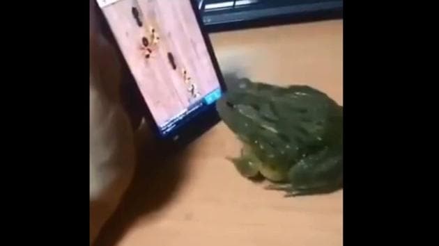 Frog plays mobile game Ant Smasher like a pro, video ends with an ...