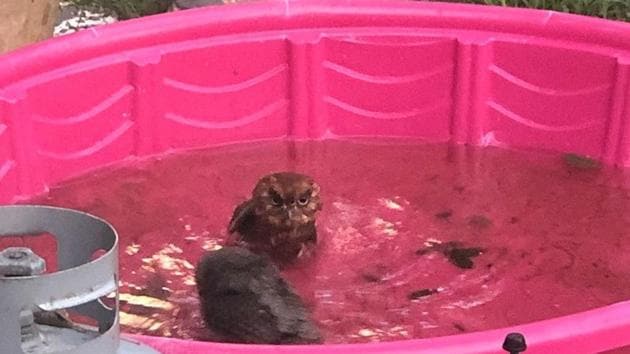These owls are having a pool party and it’s the sweetest thing ever ...