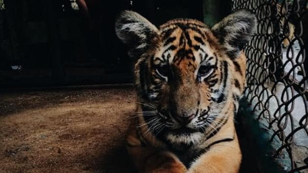 Coronavirus pandemic: Wildlife poaching in India more than doubled ...