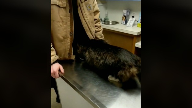 ‘Remi go home, hooman’: Dramatic cat hides under human’s jacket during ...