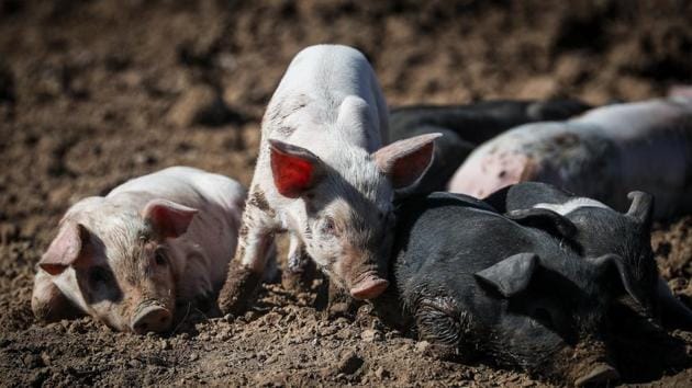 A booming airline business: shipping pigs to China in 747 jumbo jets ...
