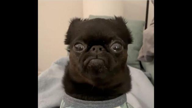 Starring Omar the doggo as a bug catching frog. Watch Oscar-worthy ...