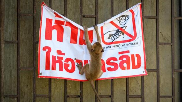 Photos: Monkeys run riot in Thai city; keep humans indoors | Hindustan ...