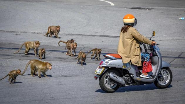 Photos: Monkeys run riot in Thai city; keep humans indoors | Hindustan ...