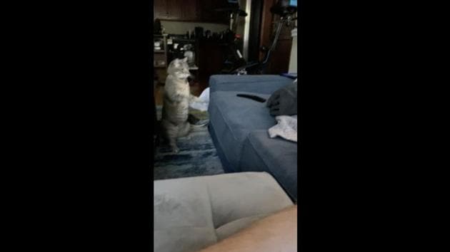 Cat does the most cat thing and gets startled by unassuming foot ...