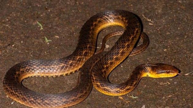 Lost and found: Snake species endemic to Assam rediscovered after 129 ...