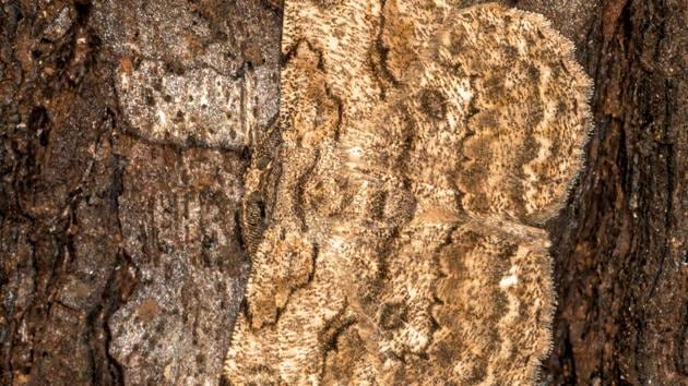 Pune-based ZSI scientist claims discovery of new moth sub-species ...